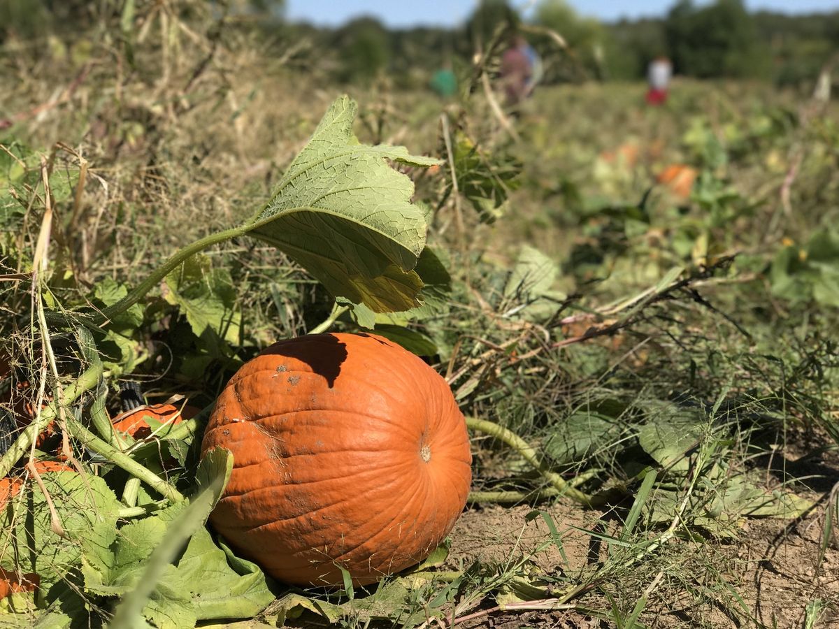 iPhone 7 Portrait Mode review: Magic in its imperfections | iMore