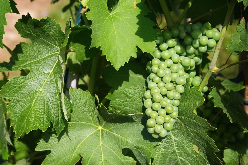 Tips & Information about Grapes | Gardening Know How