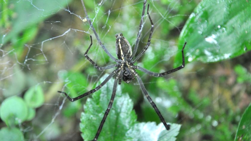 Spiders - News and Scientific Articles on Live Science | Live Science