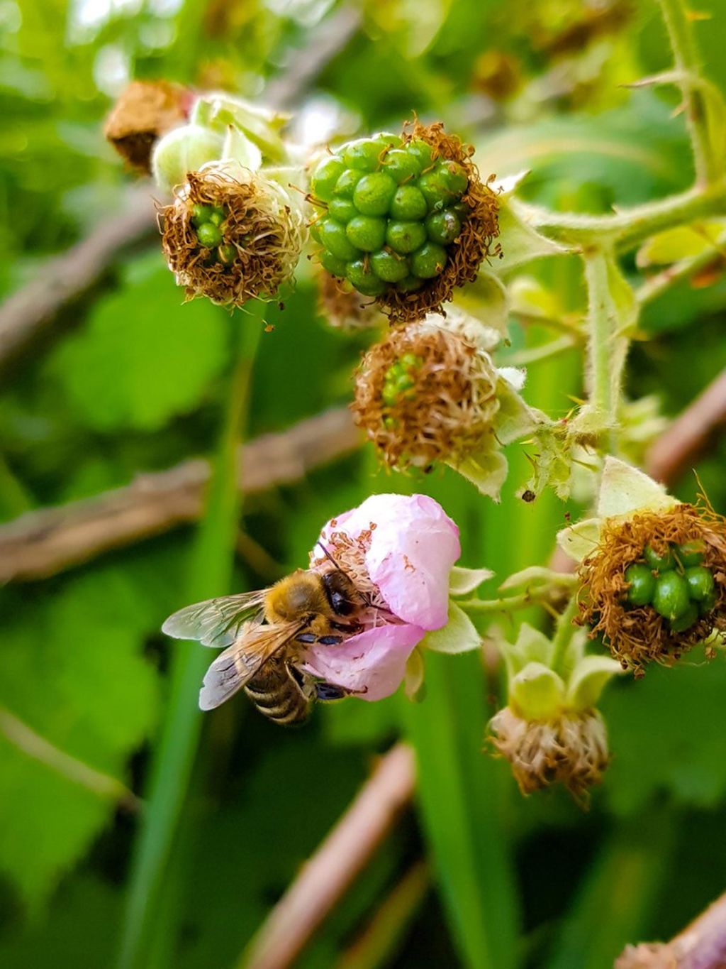 Raspberry Pollination Requirements – How Are Raspberries Pollinated ...
