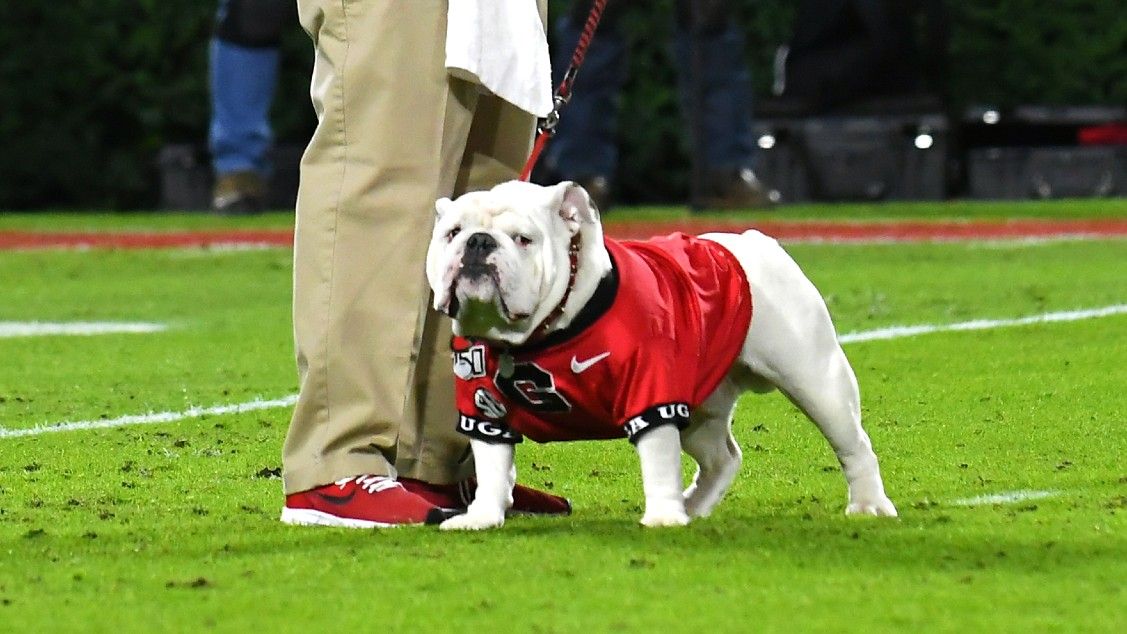 Everything you need to know about Uga the dog | PetsRadar