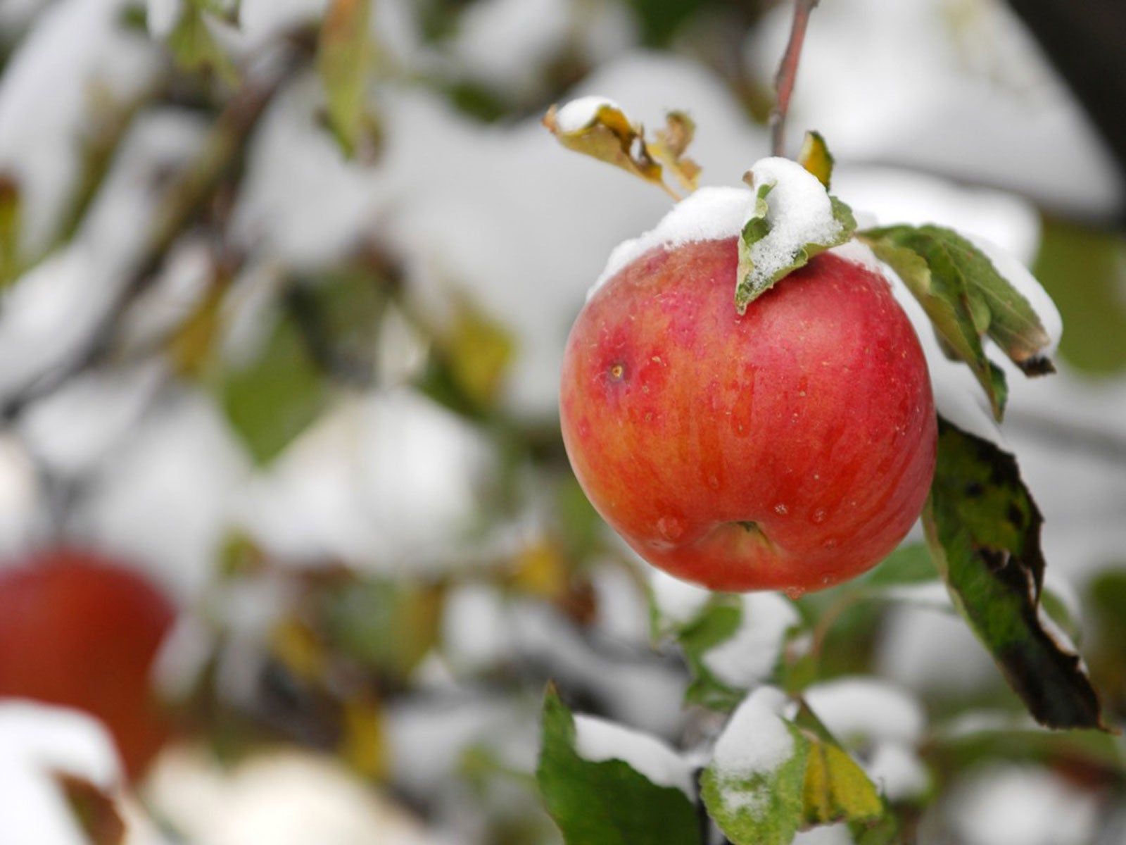 What Are Chill Hours – Learn About Chill Hours In Plants | Gardening ...