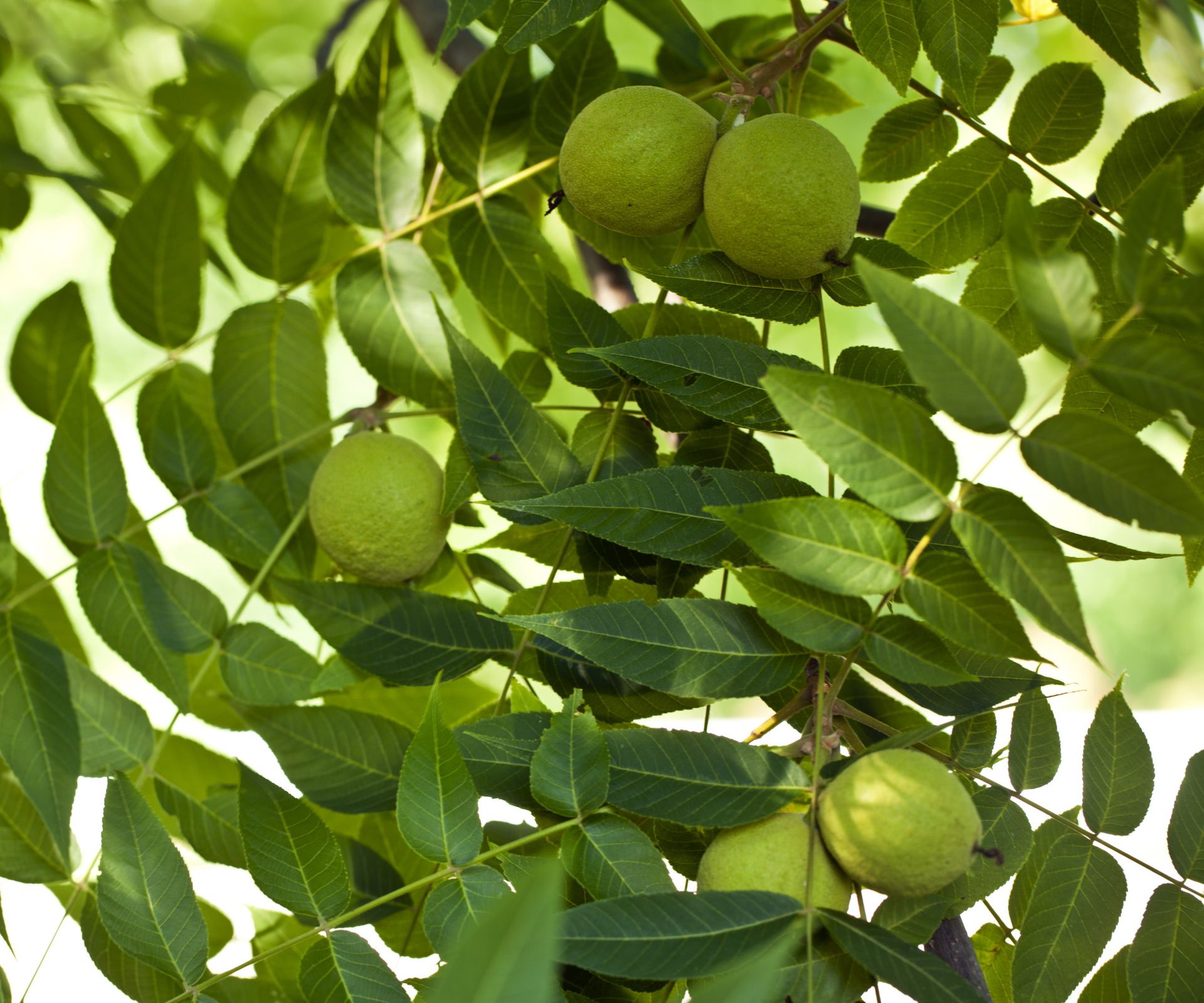 How to harvest black walnuts: tips to pick and crack nuts | Homes and ...