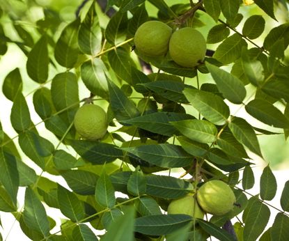 How to harvest black walnuts: tips to pick and crack nuts | Homes and Gardens