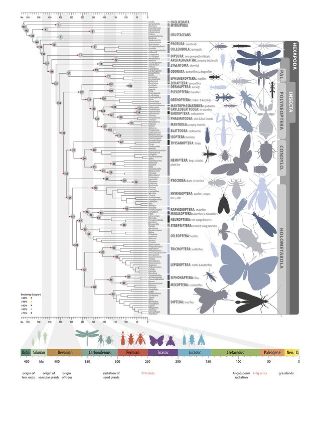 In Images: The Insect Family Tree | Live Science