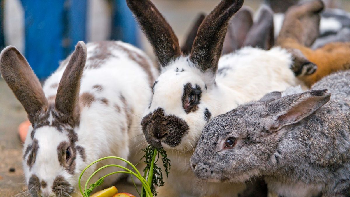 32 facts about rabbits that might surprise you | PetsRadar