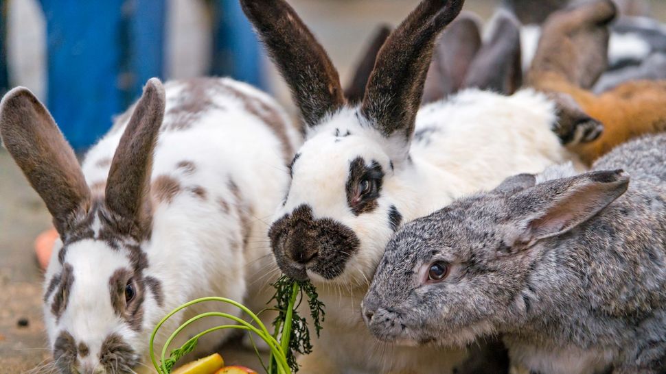 32 facts about rabbits that might surprise you | PetsRadar