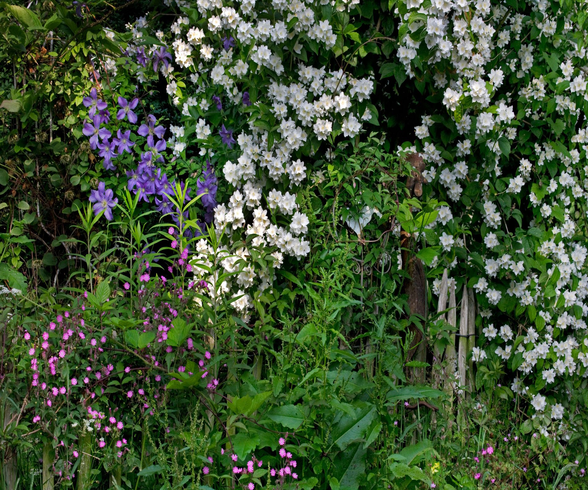 Best flowering hedges: 12 plants for beautiful boundaries | Homes and ...