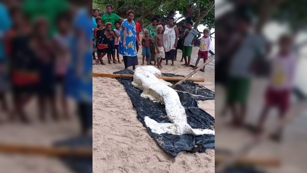 Identity of mysterious 'mermaid globster' that washed up in Papua New ...