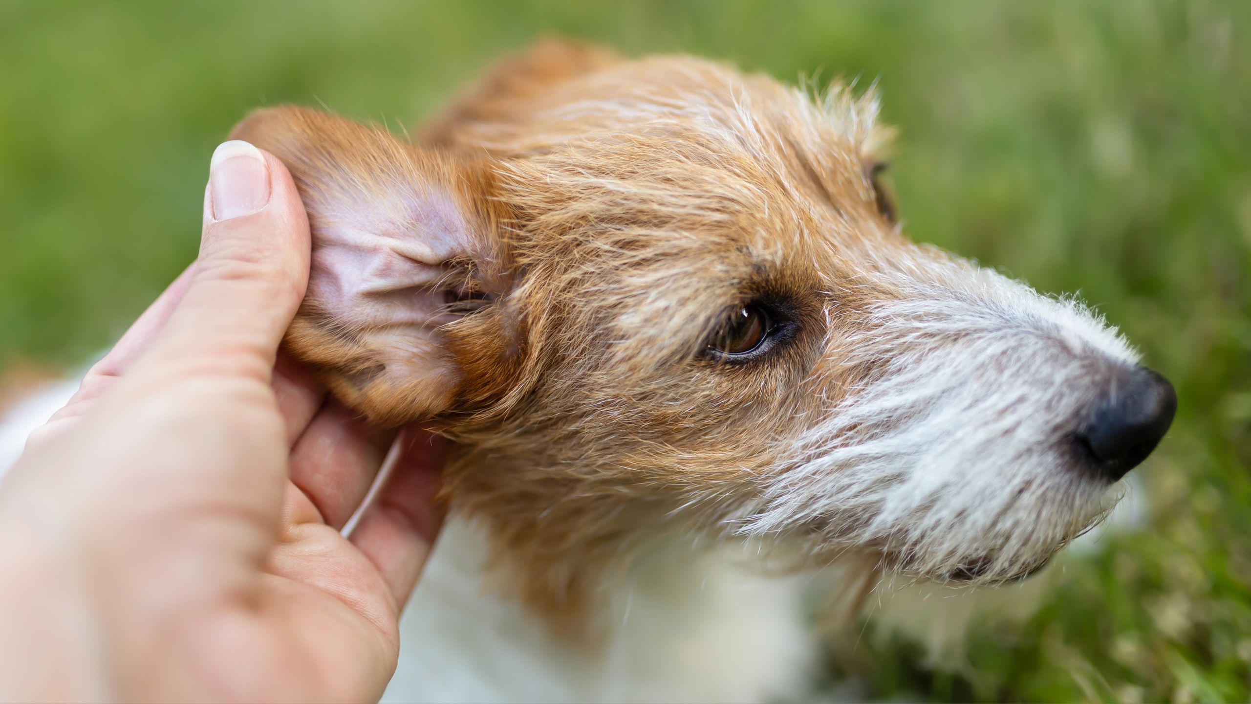 Trainer reveals how to get your dog used to ear care in 7 simple steps ...