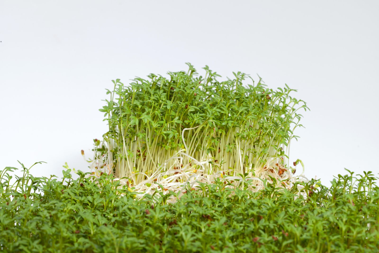 How to grow alfalfa sprouts: for fresh, tasty salads and garnish ...