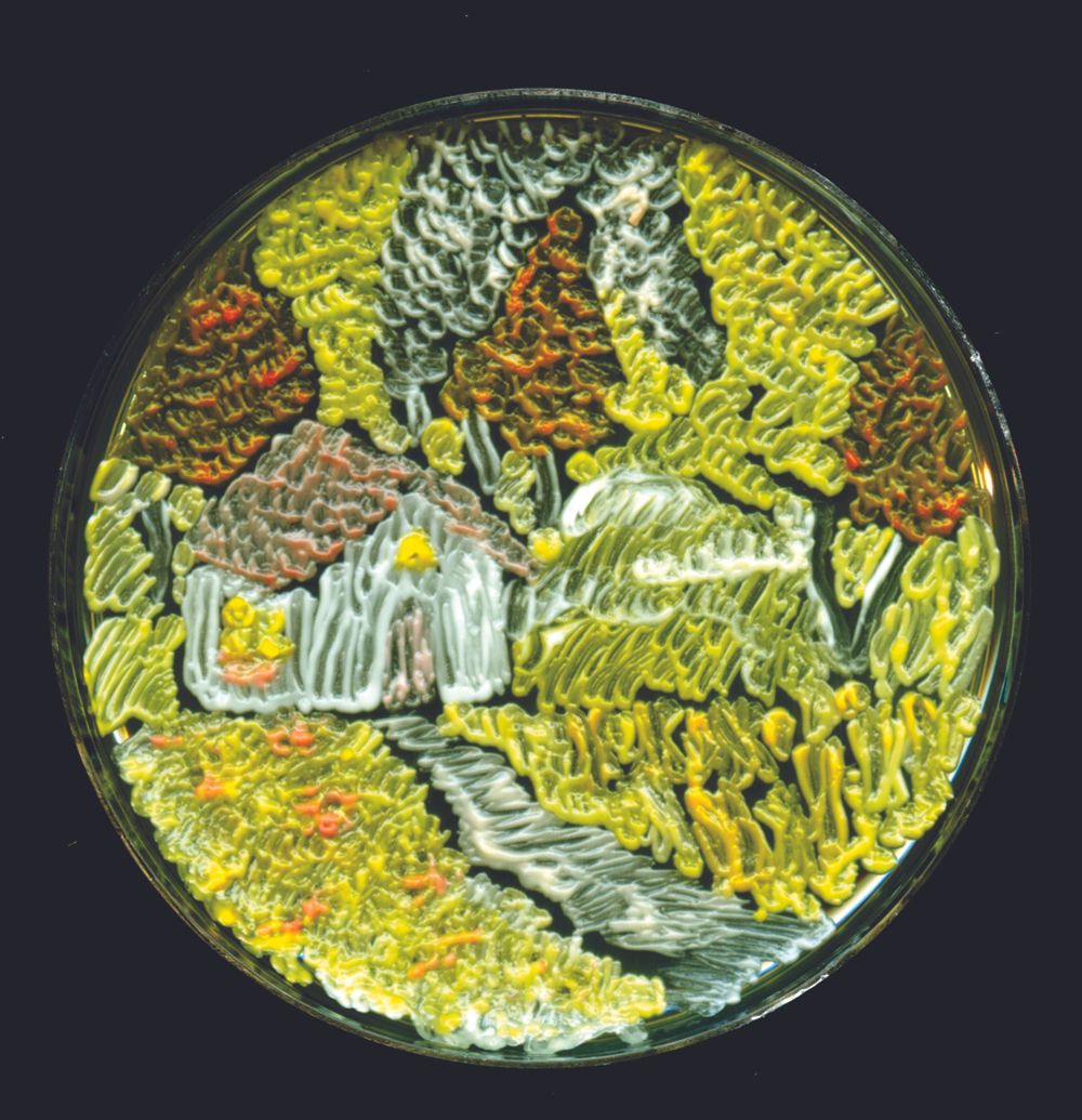 Agar Art Contest (Photos) | Live Science