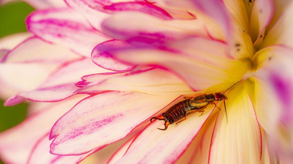Identify These 8 Bugs That Eat Flowers, And Get Rid Of Them ...