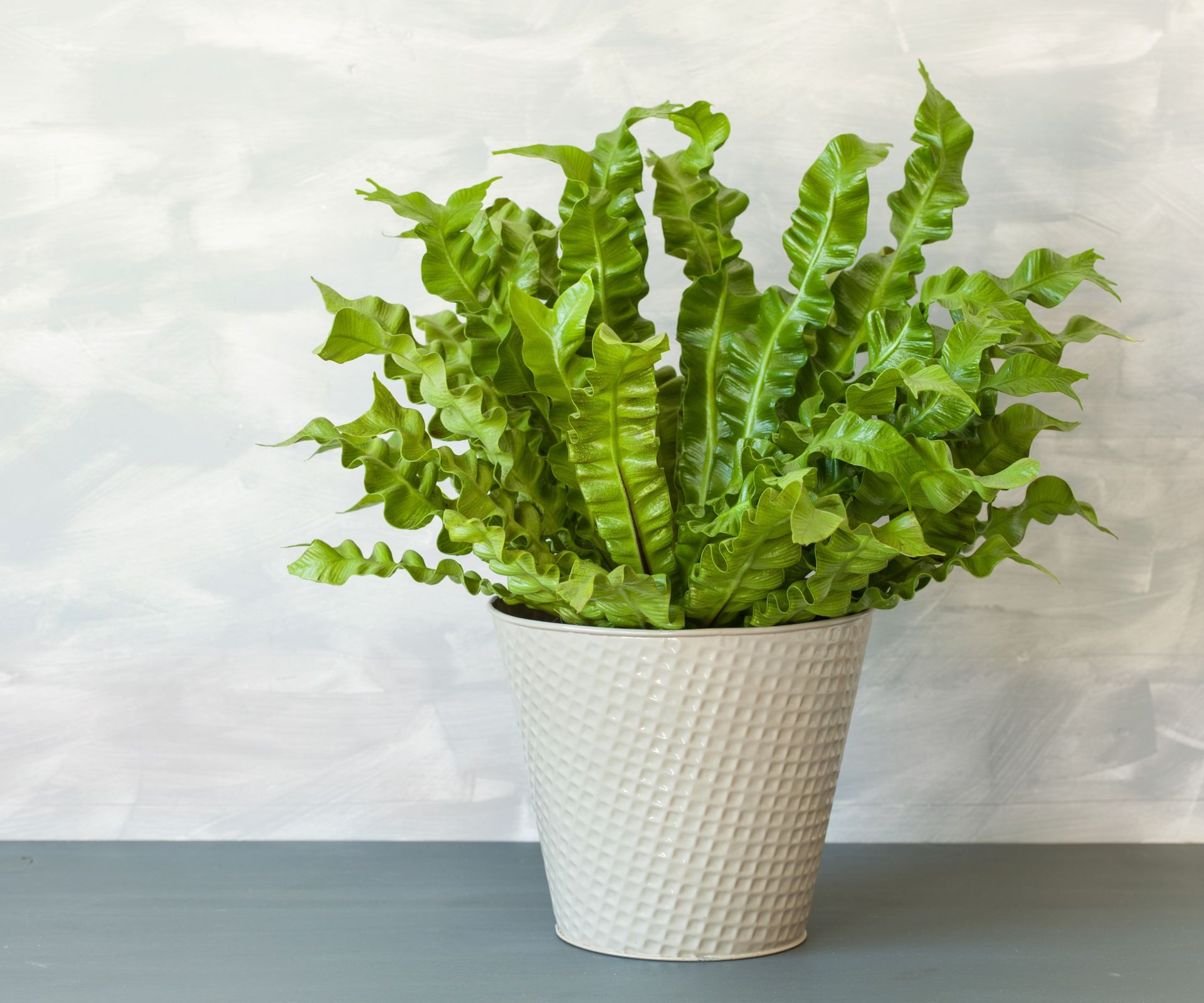 Best ferns to grow indoors: 5 expert picks | Homes and Gardens