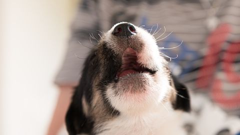 32 common dog behavior problems and solutions | PetsRadar