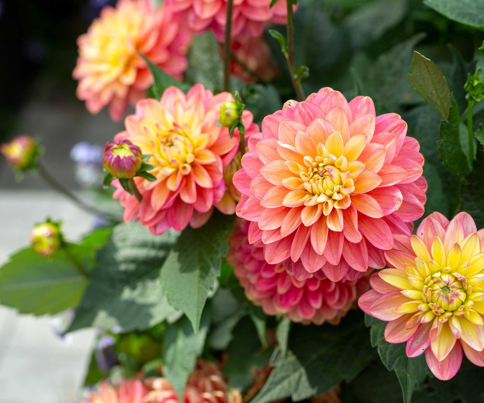How and when to harvest dahlia seeds to grow new plants | Homes and Gardens