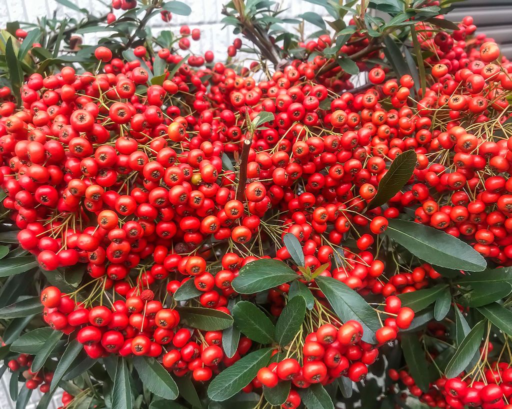 Best trees with berries: 10 trees to feed the wildlife | Gardeningetc