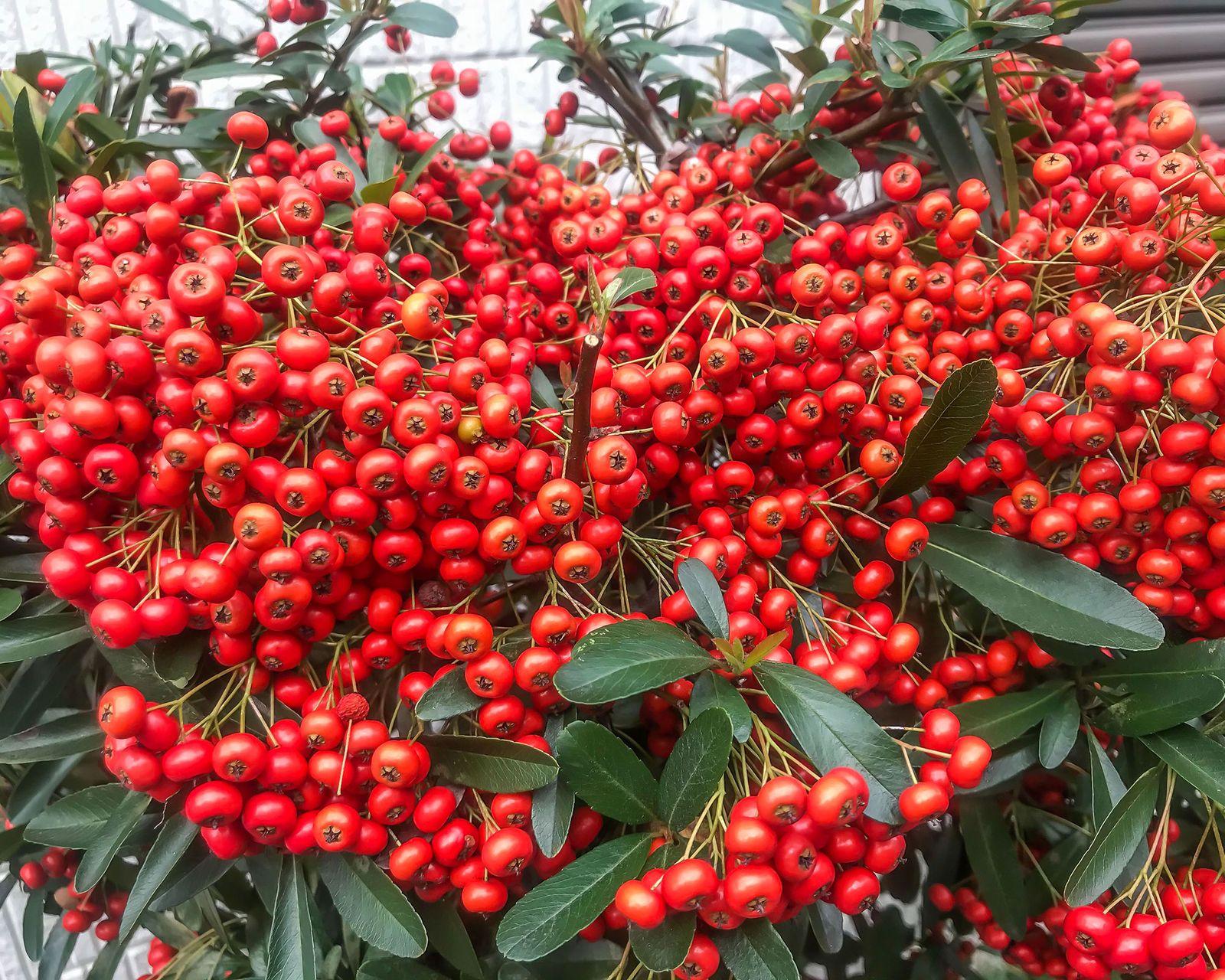 Best trees with berries: 10 trees to feed the wildlife | Gardeningetc