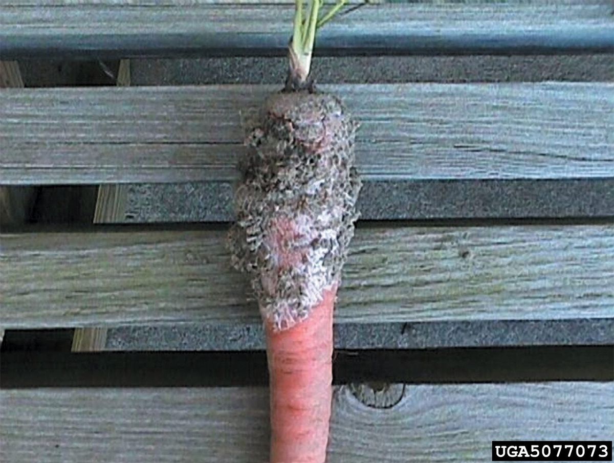 Southern Blight Carrot Control - Learn About Carrot Southern Blight ...