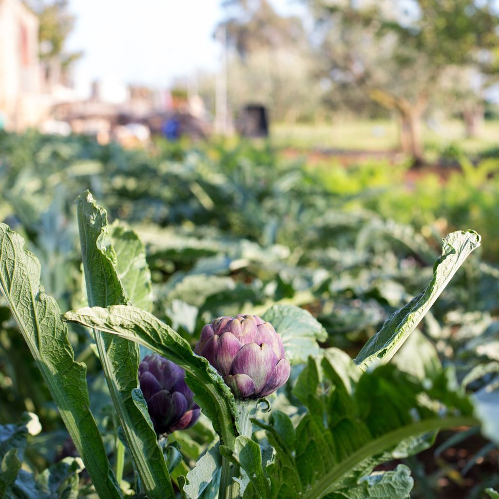 Edimentals: 9 pretty vegetables to grow in flower beds | Ideal Home