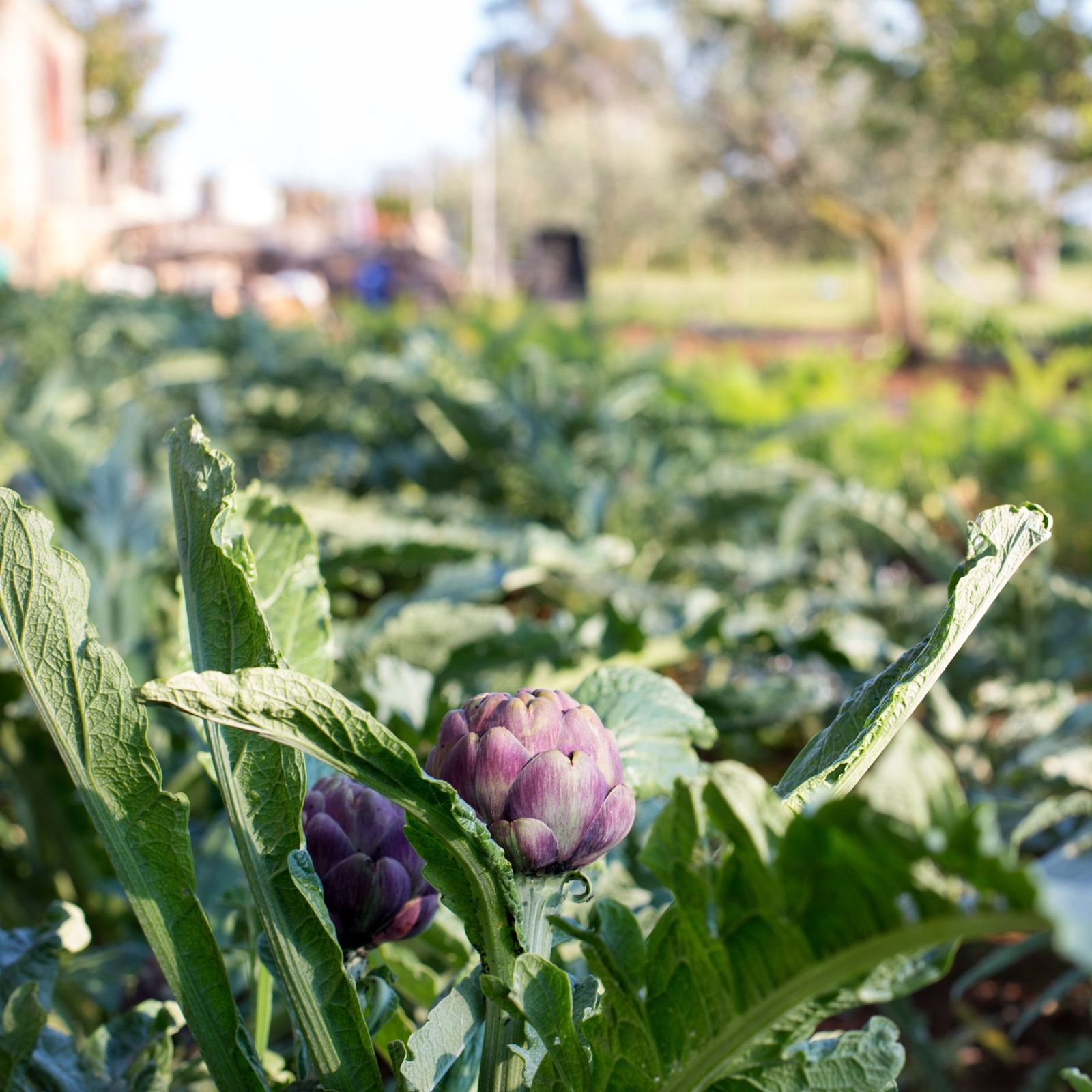 Edimentals: 9 pretty vegetables to grow in flower beds | Ideal Home