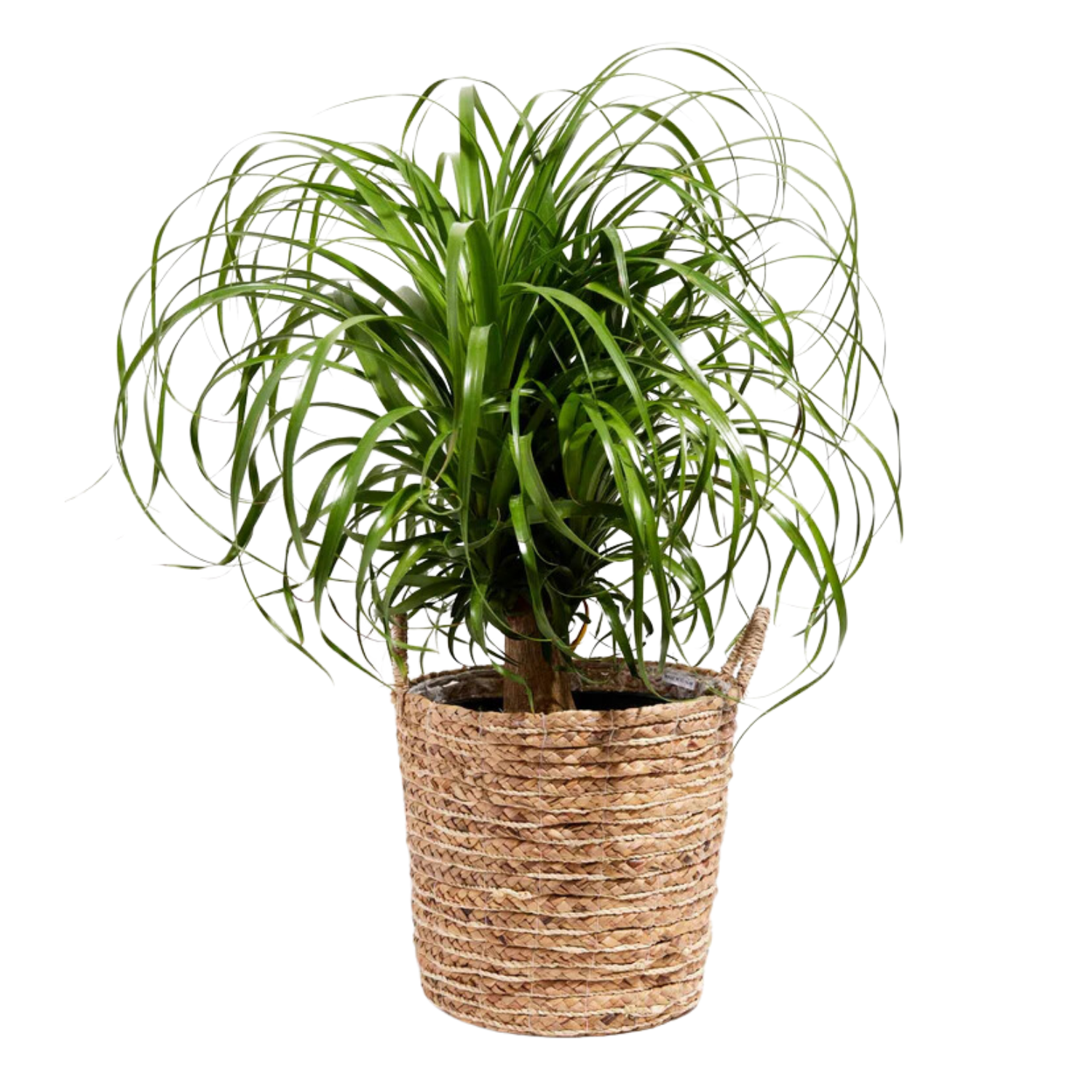 Ponytail Palm Care — Here's Everything You Need to Know | Livingetc