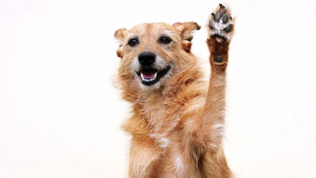 Red paws on dogs: Vet shares key causes and treatments | PetsRadar