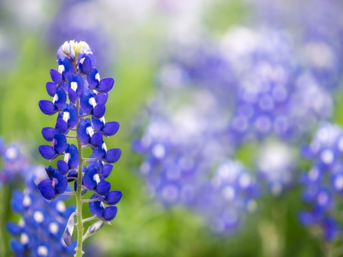 Texas Blue Bonnets: How To Grow Blue Bonnet Flowers In The Garden ...