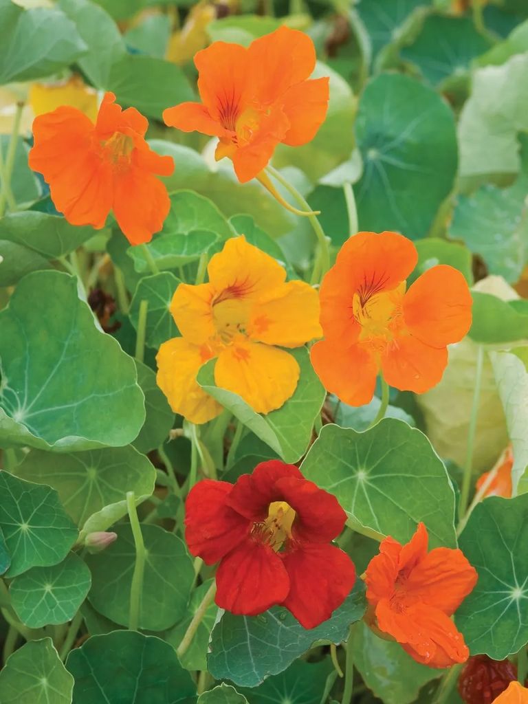 Plants to grow for edible spring flowers: 5 of the best | Homes and Gardens