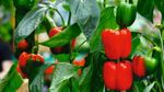 When and how to fertilize chili plants - a focused look | Homes and Gardens