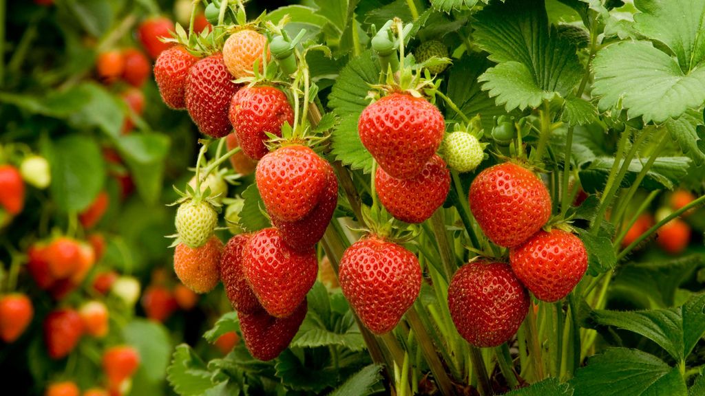 Types of strawberry plants: 10 varieties for tempting fruits | Homes ...