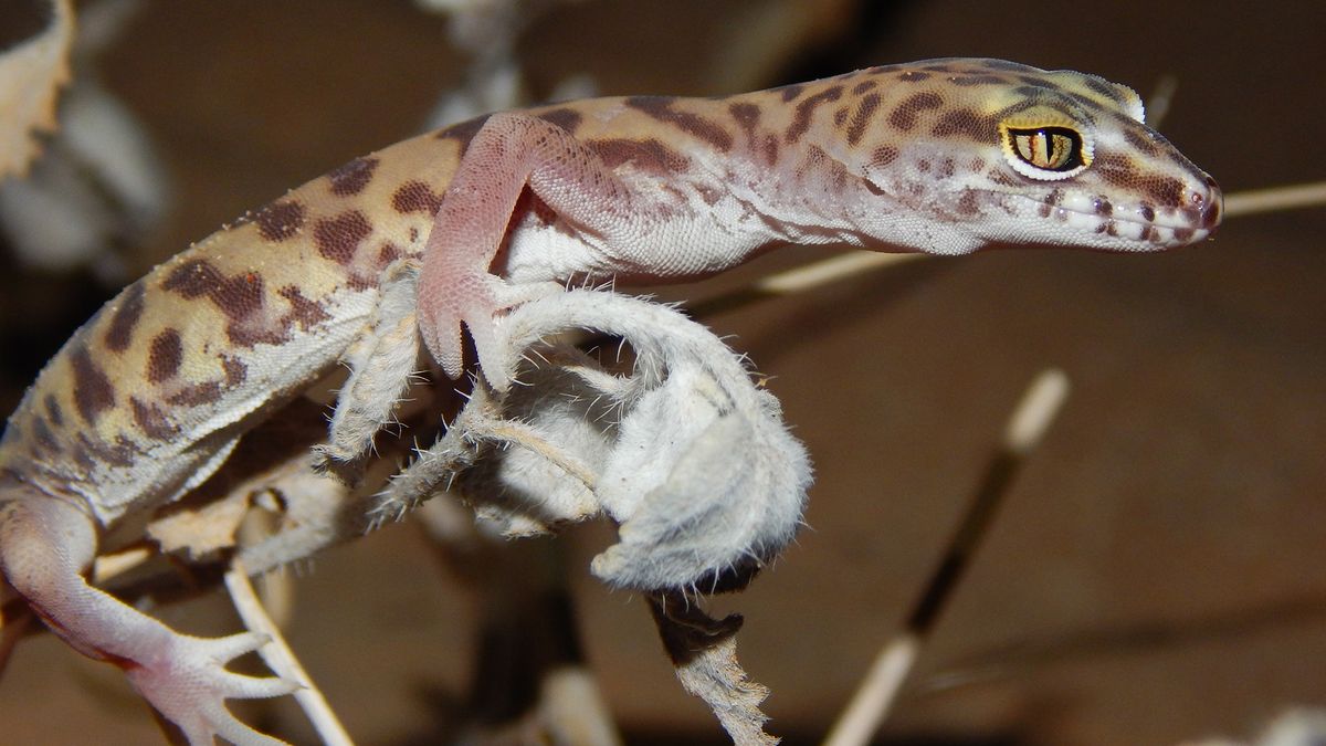 'Berserker' geckos slam scorpions into oblivion before eating them ...