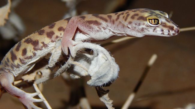 'Berserker' geckos slam scorpions into oblivion before eating them ...
