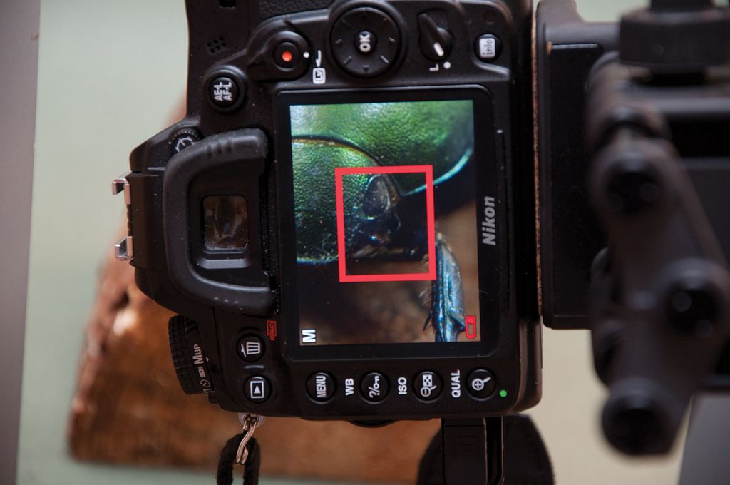 Focus stacking: how to get amazing depth of field in macro photography ...