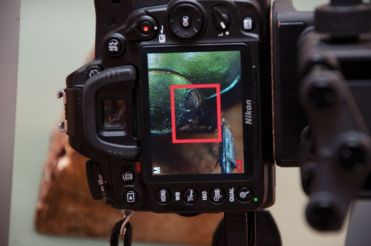 Focus stacking: how to get amazing depth of field in macro photography ...