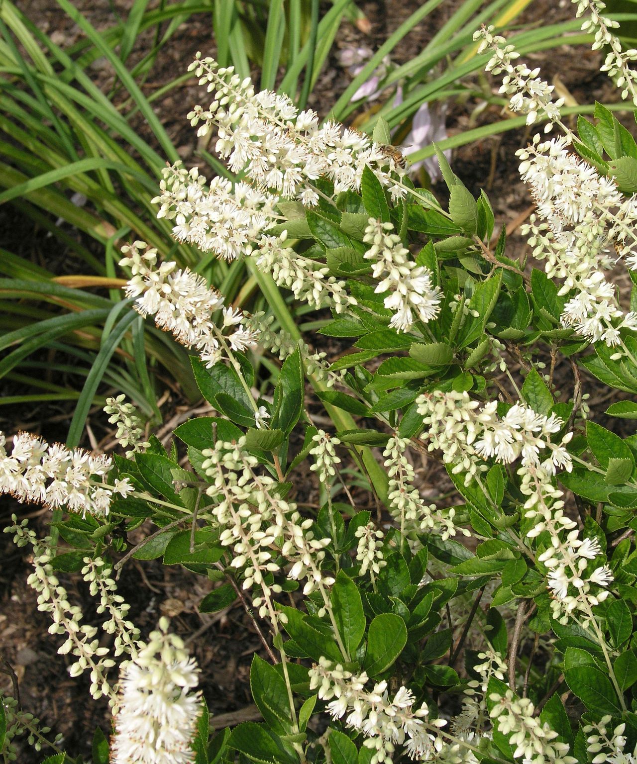 Plants for wet soil: 16 varieties for damp places | Homes and Gardens