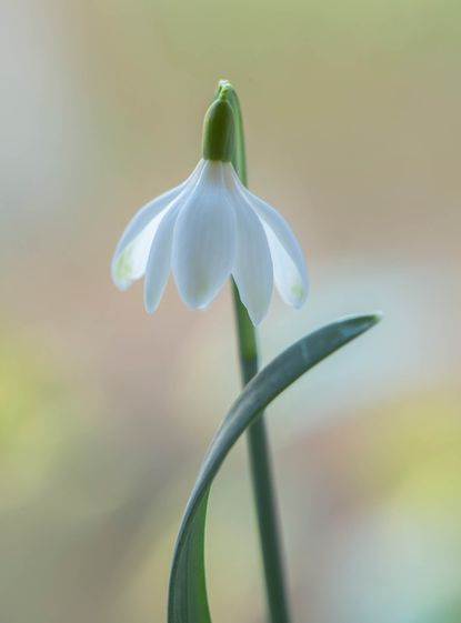 Joe Sharman, the 'King of Snowdrops', and the tale of the most ...