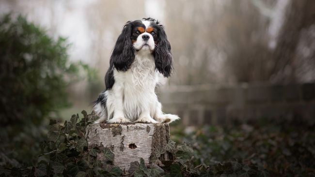 32 dog breeds for every zodiac sign | PetsRadar