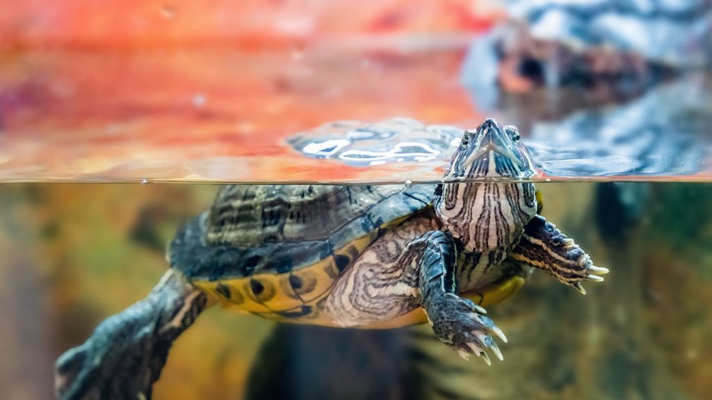 32 tips for taking care of pet turtles | PetsRadar