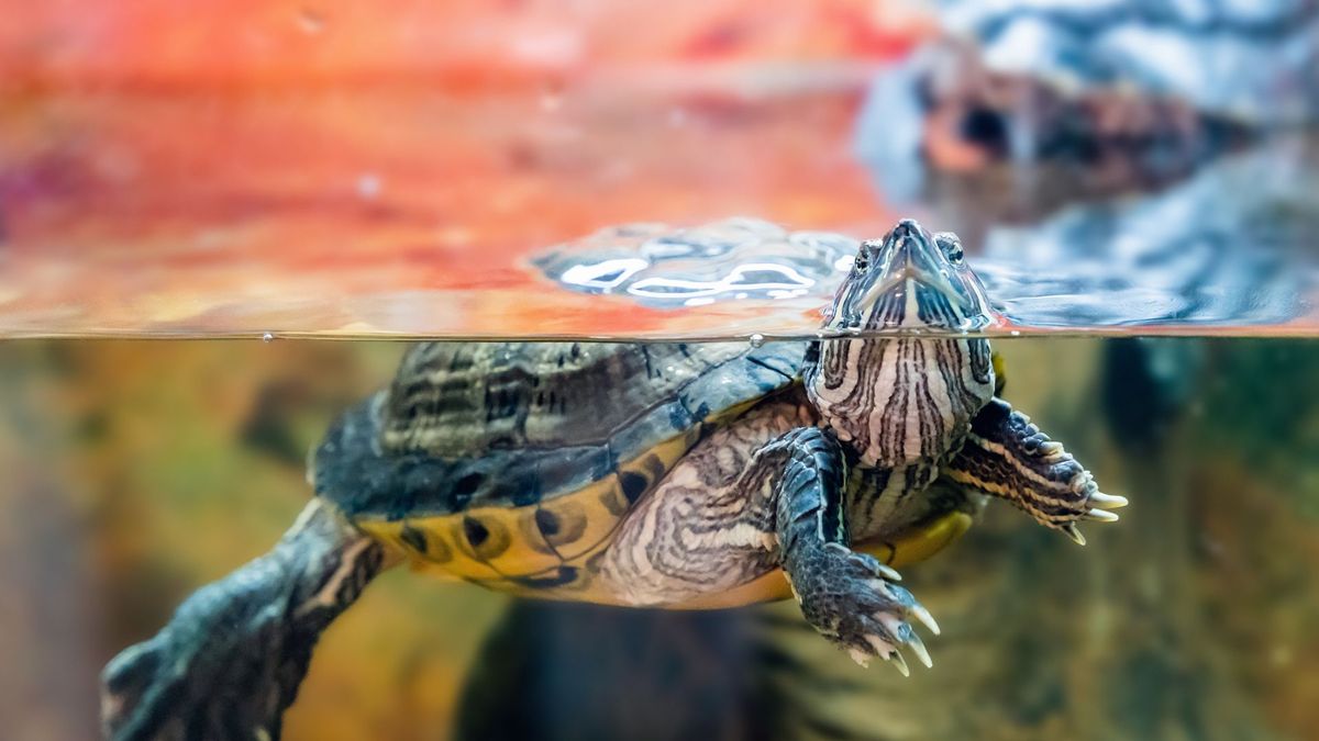 32 tips for taking care of pet turtles | PetsRadar