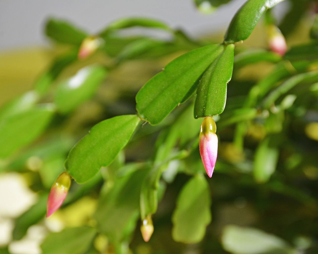 10 Christmas Cactus Problems Solved: Diagnose Common Issues | Gardening ...