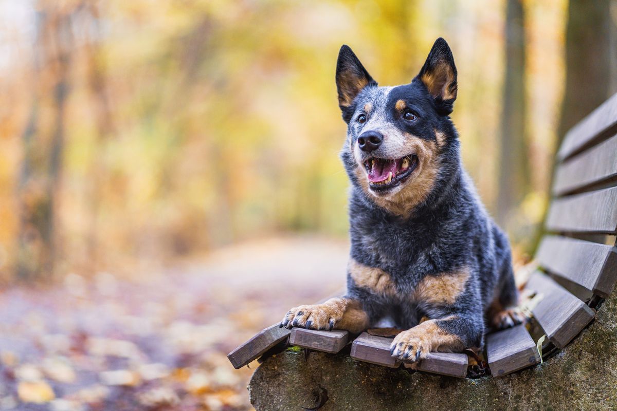 High energy dog breeds that are suited to active pet parents | PetsRadar
