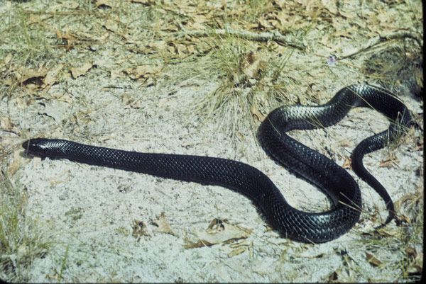 Image Gallery: Snakes of the World | Live Science