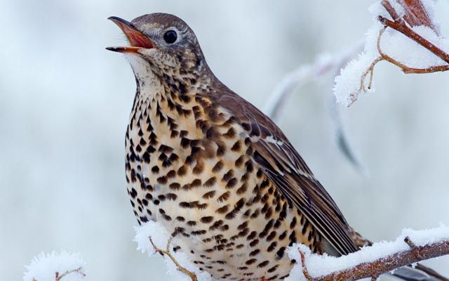 The folklore of the mistle thrush | Country Life