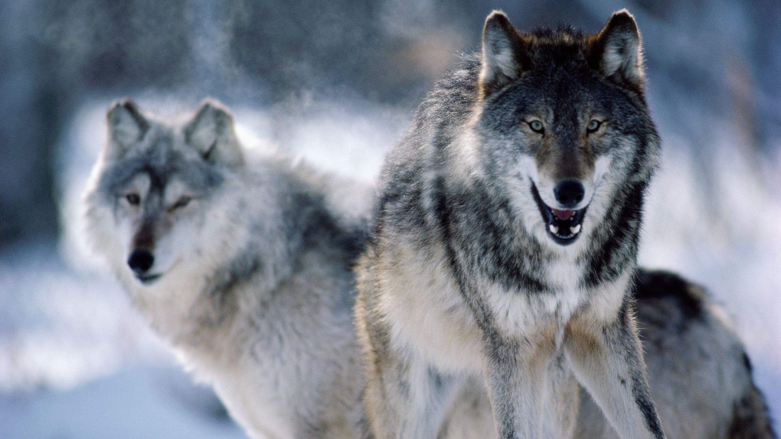 Warning to hikers after gray wolves sighted in California park | Advnture