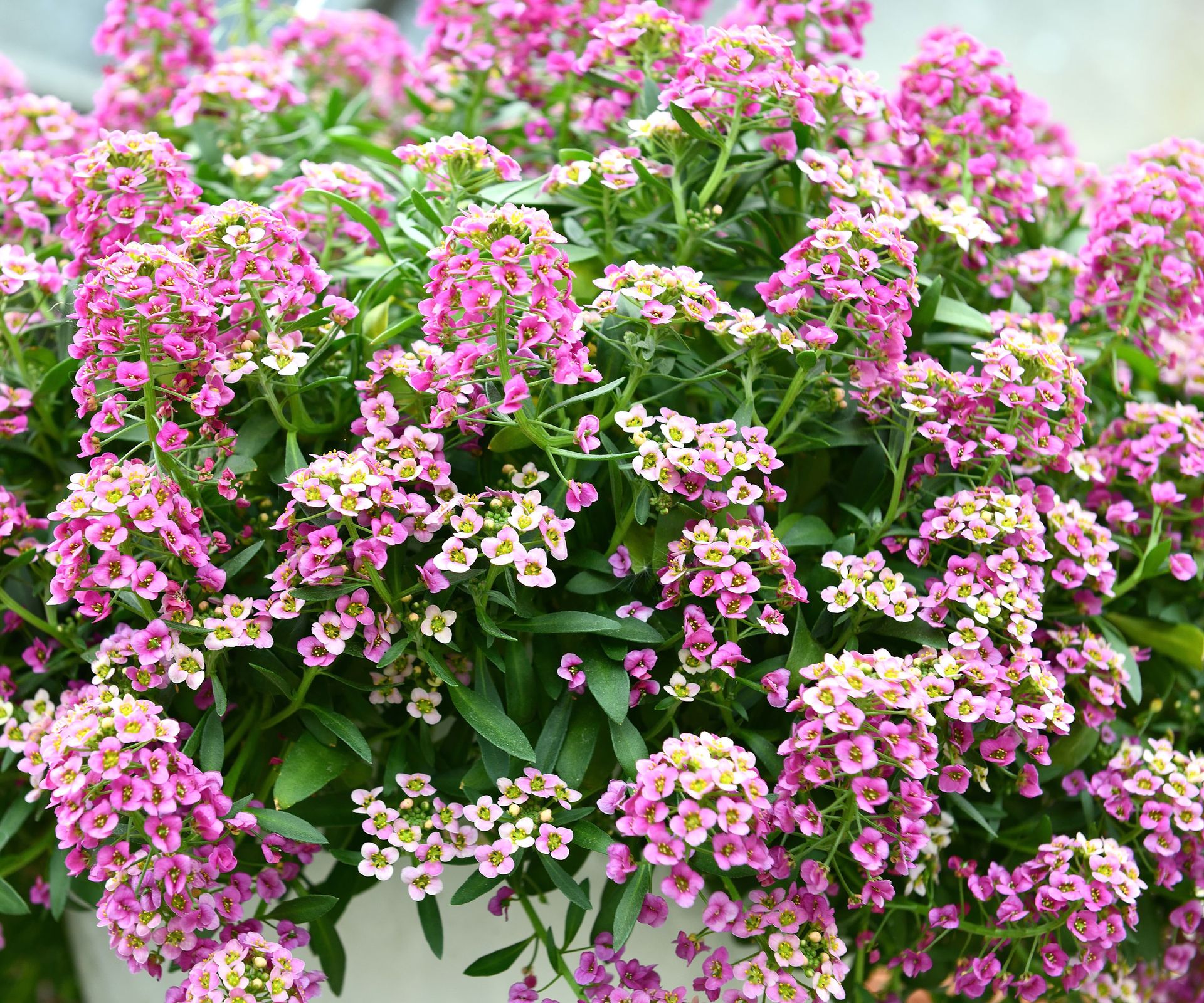 Cascading Plants That Spill Over Pots, Beds, Walls & Borders ...