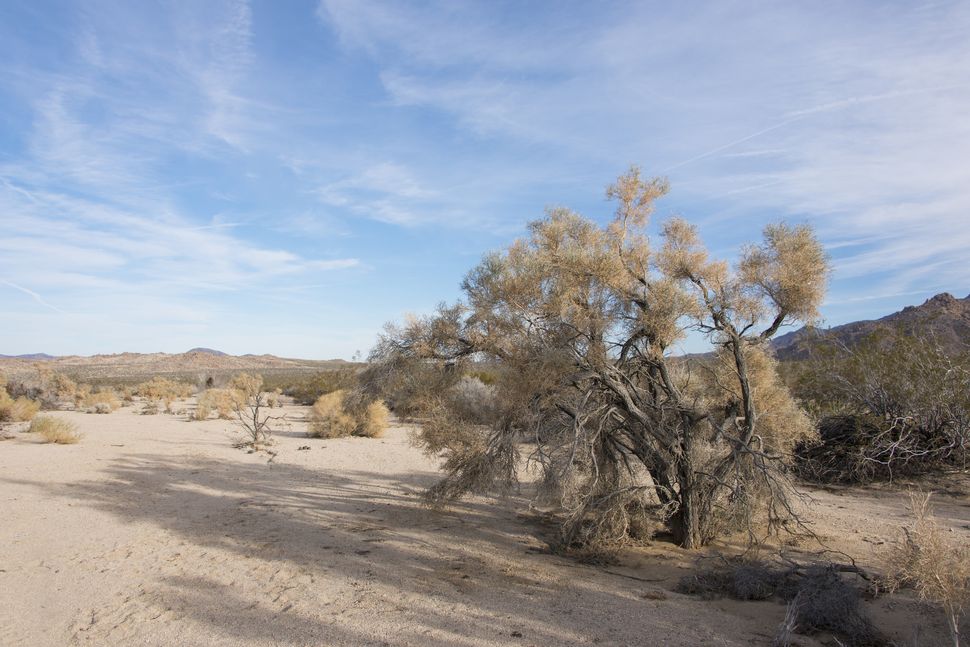Smoketree Photos: The Ghosts of the North American Desert | Live Science