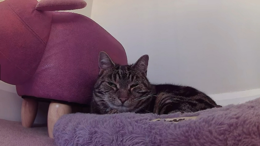 Enabot ROLA PetPal: The craziest pet camera I’ve ever tested | PetsRadar