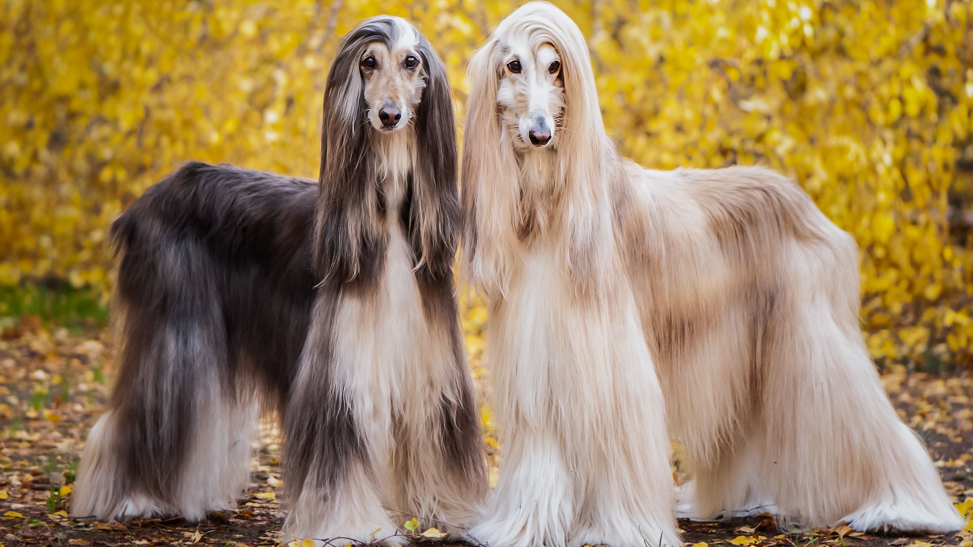 High-maintenance dog breeds: Is your dog a diva? | PetsRadar