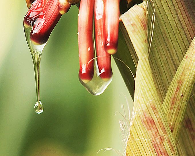 Could This Slimy Ear of Corn 'Fix' One of Earth's Biggest Pollution ...